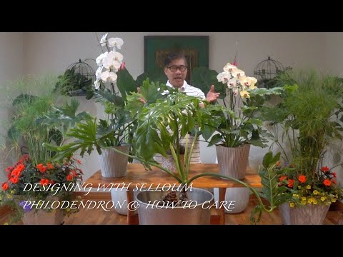 Designing with Selloum Philodendron & how to care.