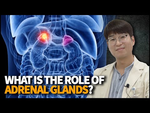 Why is the role of adrenal glands very important for our body?