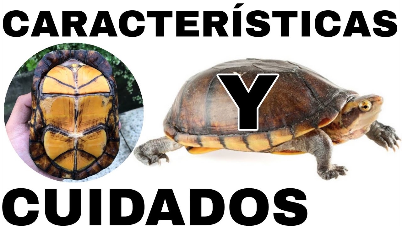 Cuidados Y Características De La Tortuga Kinosternon |TORTUVICIOSOS