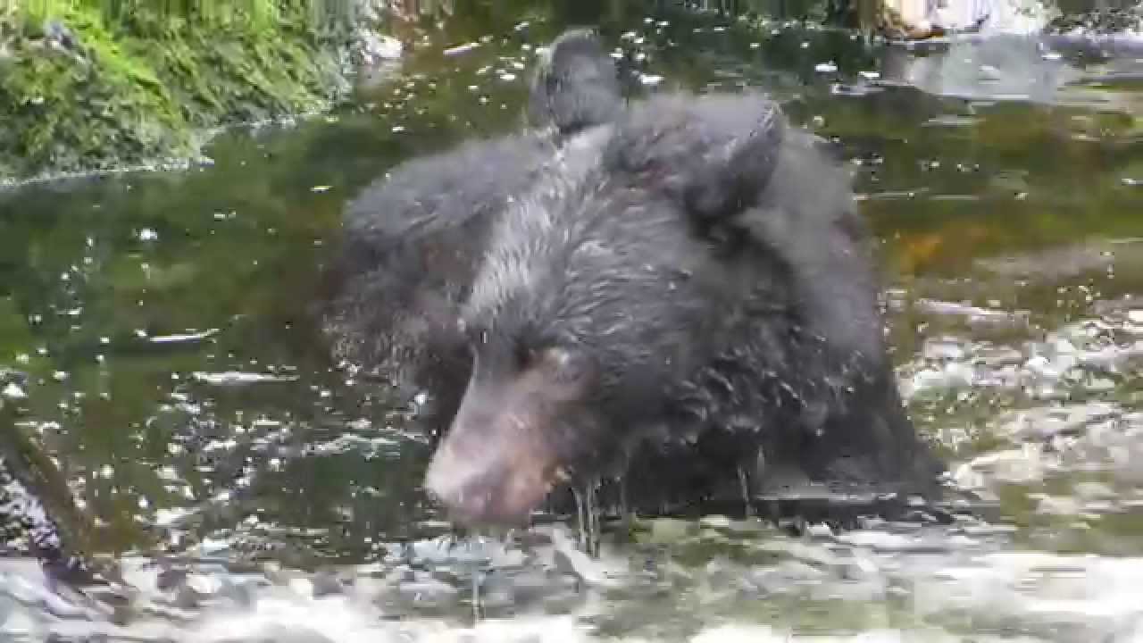 Bears at Anan Wildlife Observatory