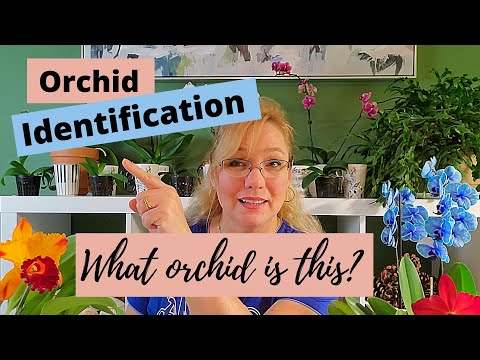 Orchid Identification: The 5 Most Common Orchids for Beginners