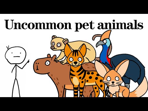 Uncommon pet animals!Weird animal facts!