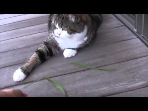 Funny fat cat is played as a kid