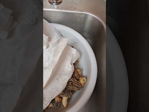 How to store morel mushrooms