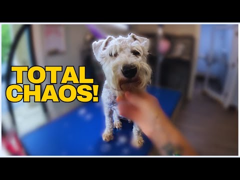 This Schnauzer Fought Me Every Second of the Groom