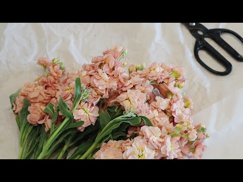 How to Condition Matthiola | Stock Flowers
