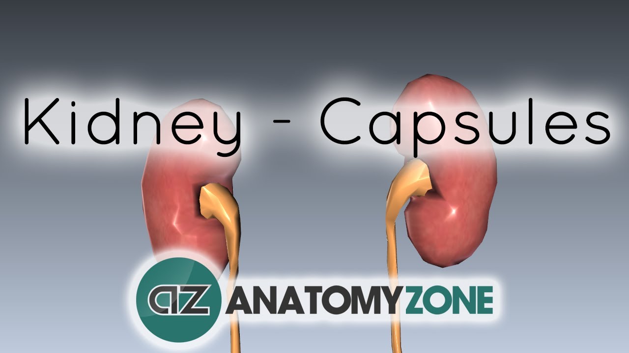 Capsules of the Kidney - Anatomy Tutorial