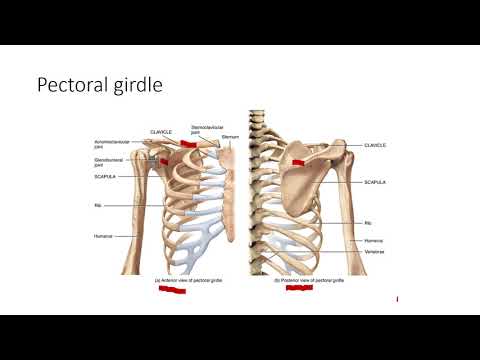 Skeletal System PPT - slide 11