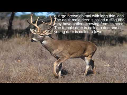 deer meaning | Vocabulary for Kids | Children's Dictionary | Learn English Vocabulary