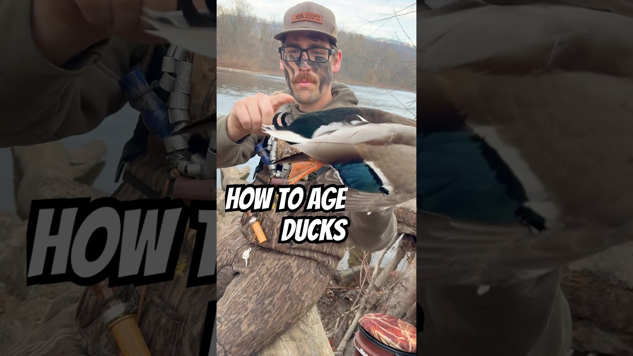 Tips on properly aging mallards