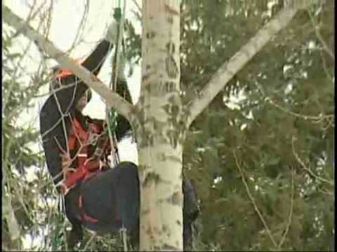 Why hire an Arborist?