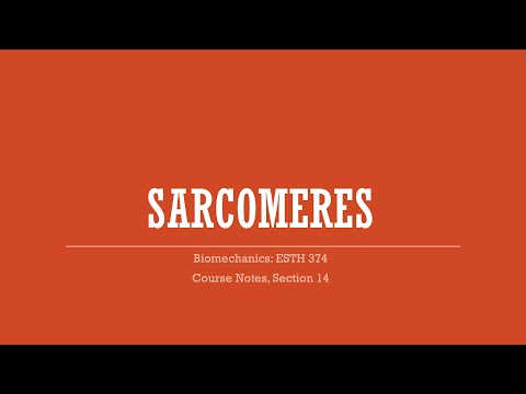 Sarcomeres