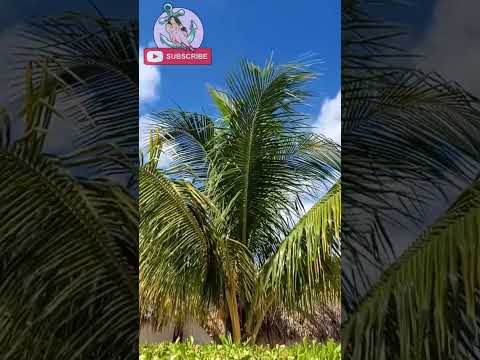 Mr Sanchos Beach Club in Cozumel, Mexico