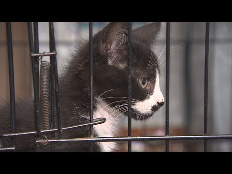Humane Society waiving or lowering fees for 79 cats and kittens seized from Regina home