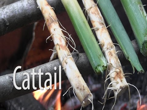 Survival Food - Cattail