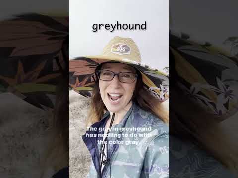 The “grey” in “greyhound” has nothing to do with the color grey. #etymology #words