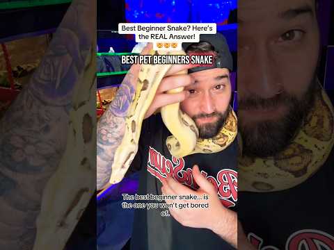 TOP 3 Best Beginner Snakes & Who Theyโre For! ๐๐ #petsnake #ballpython #cornsnake