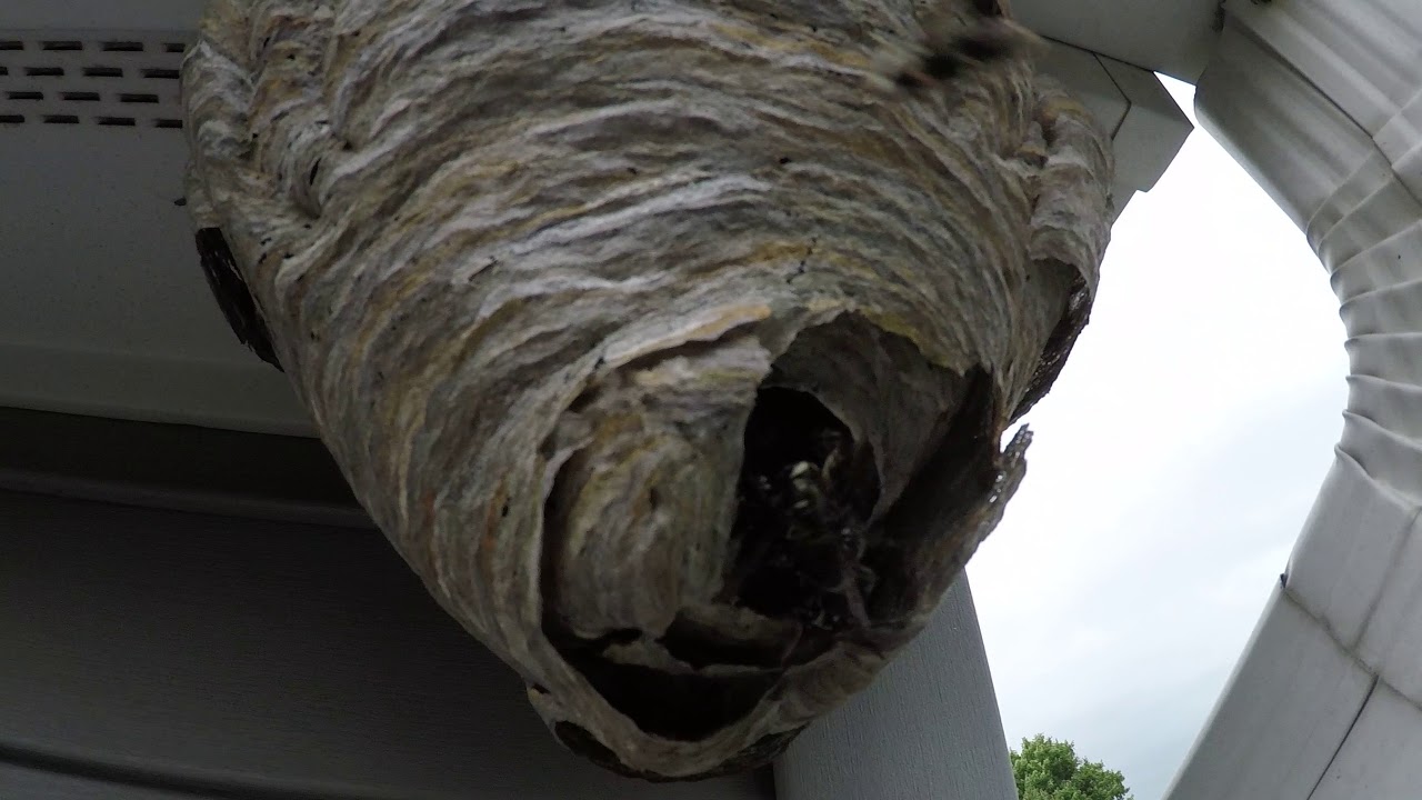 Treating a bald face Hornets nest
