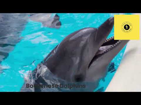 Bottlenose Dolphins For Kids