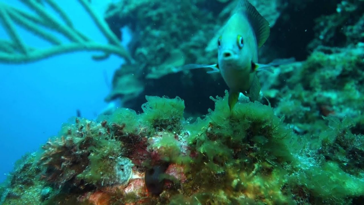 When Damselfish attack!