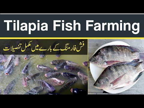 Tilapia Fish Farming | Fish Farming | Urdu/Hindi