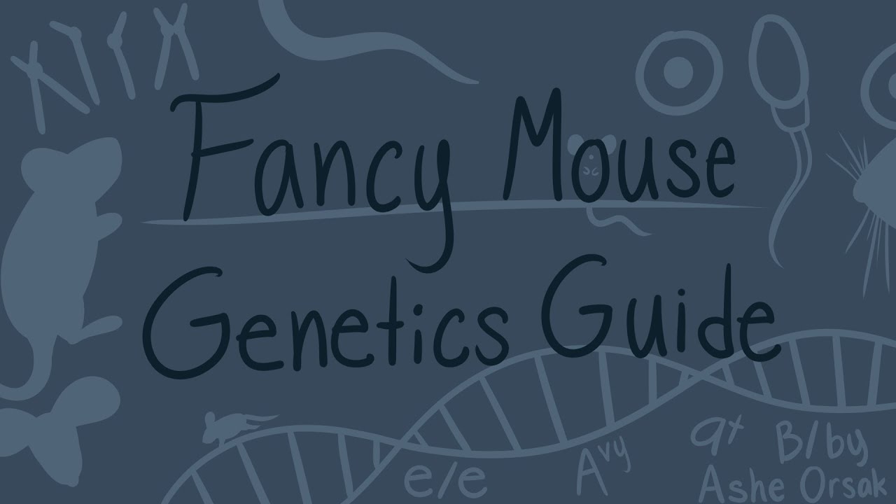 Mouse Genetics - Inheritance & Linkage