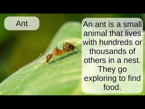 Ant: Word Pronunciation - Read Along (Australian Accent) Picture Dictionary English