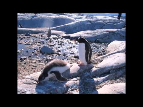 Expedição Antártica - Veleiro Santa Maria Australis