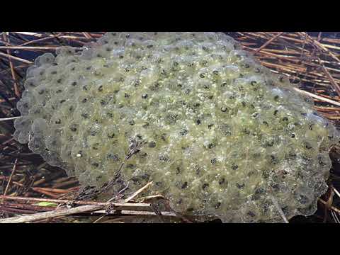 Western Toad Lifecycle
