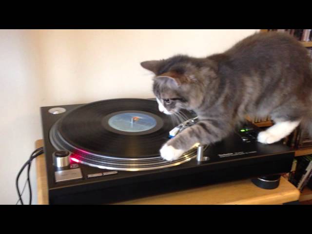 Turntable Cat - The Awesomer