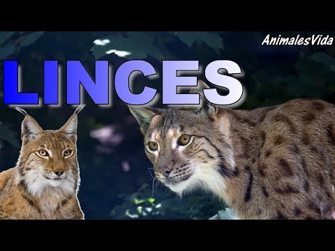 TIPOS DE LINCES QUE EXISTEN