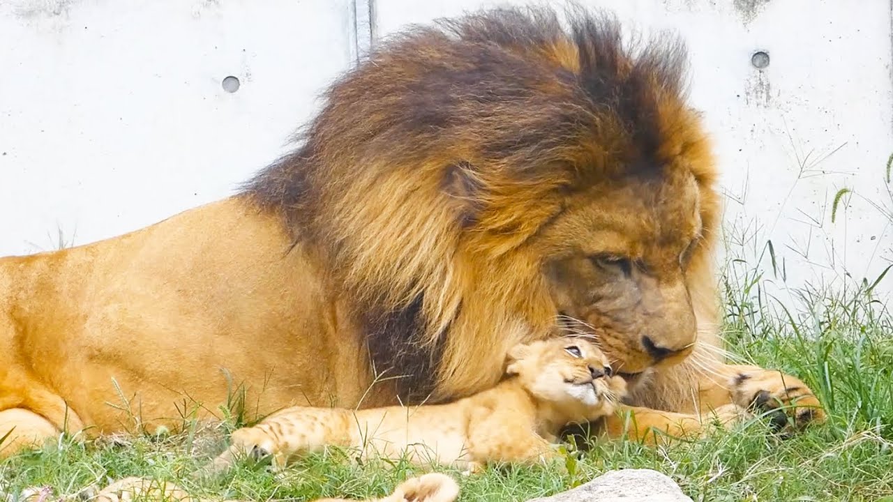 A Lion Cub Nuzzles His Dad☺️A Tender Moment Filled with Love💖