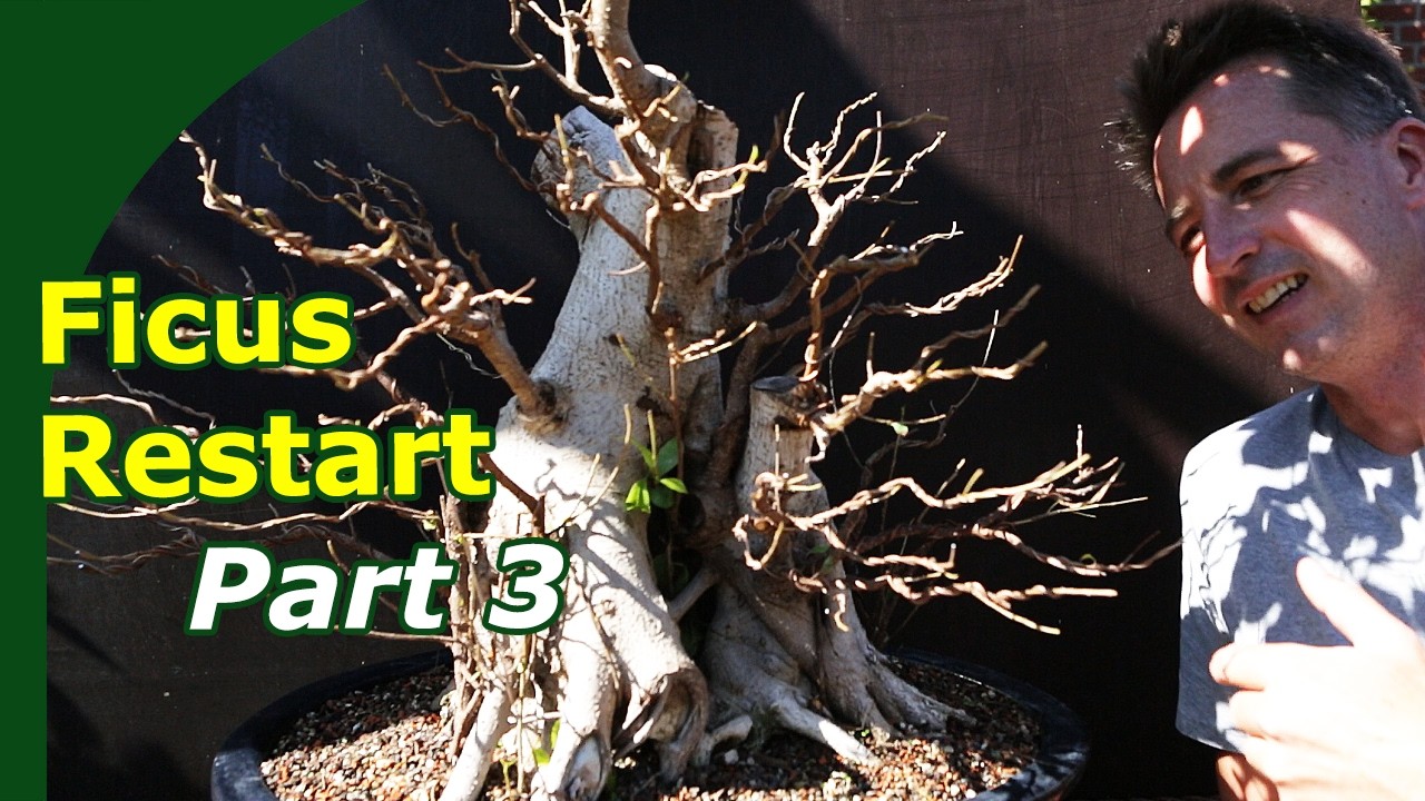 I Cut Down a Massive Ficus for Bonsai!