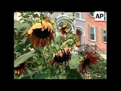 Temperatures continue to soar along East coast, pandas affected