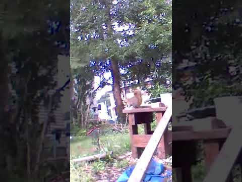 Hey squirrel! Get away from my nuts!