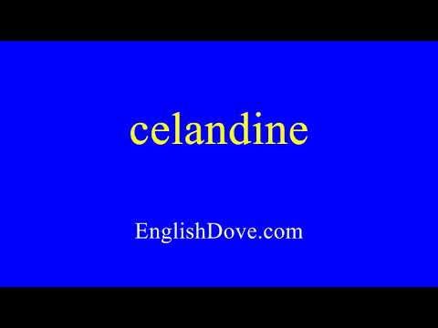 How to pronounce celandine in American English