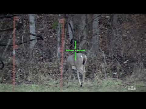 Deer number 2 drops from head shot from .223 Remington, 5.56 AR-15 in hunting season.