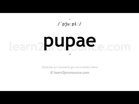 How to pronounce Pupae | English pronunciation