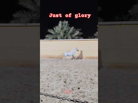 Arabian horse show Saudi Arabian horse racing horse name is just of glory #hashtag #arabians #foryou