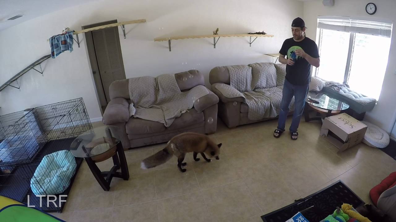 Loki the Red Fox with Bubbles