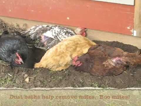 Weird Things Chickens Do Part Mcclxvii