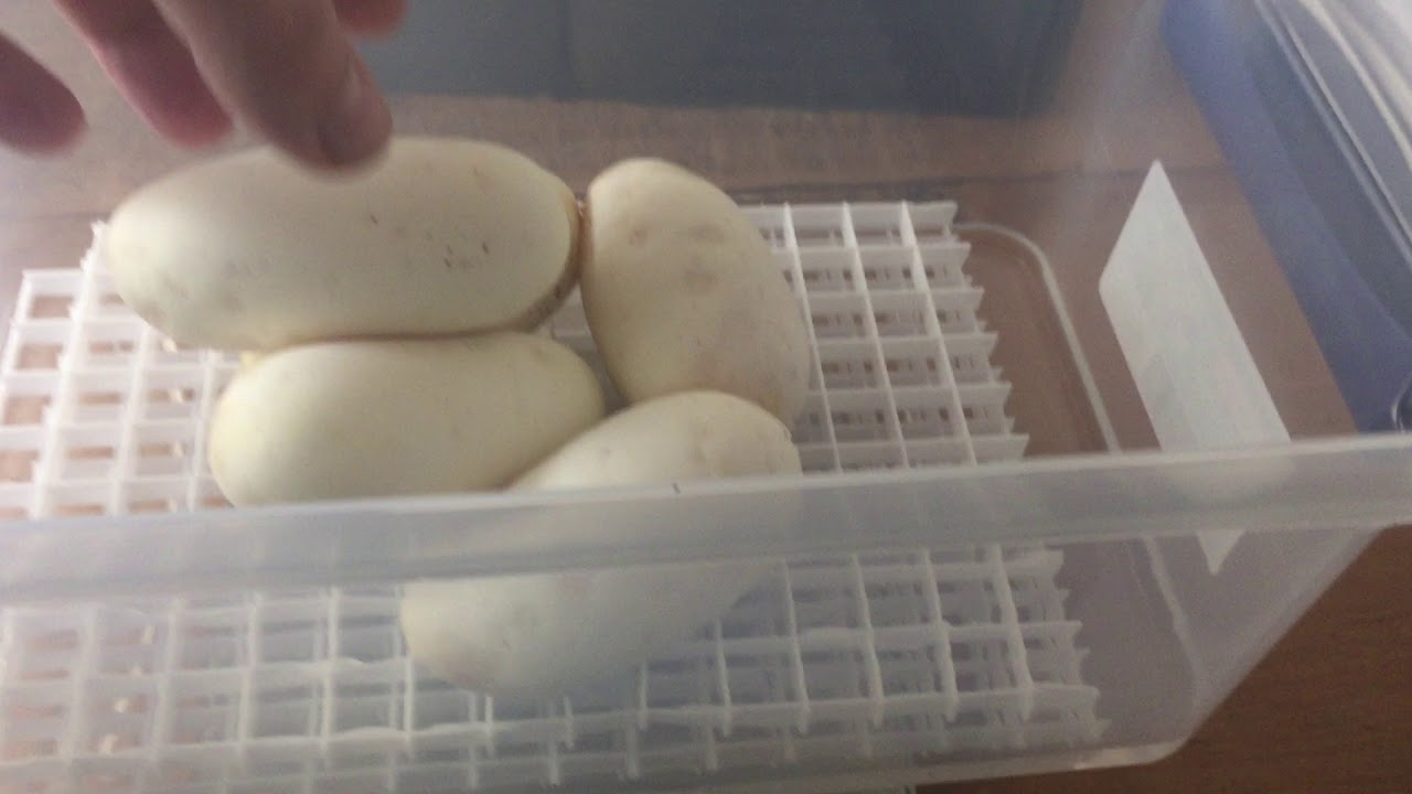 TSK Axanthic Pied x Leopard Bumble Bee