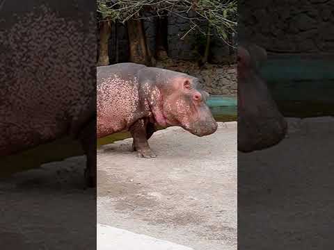 H - Hippopotamus, write 3 more animals starting with the letter H! #alphabetlore #letters
