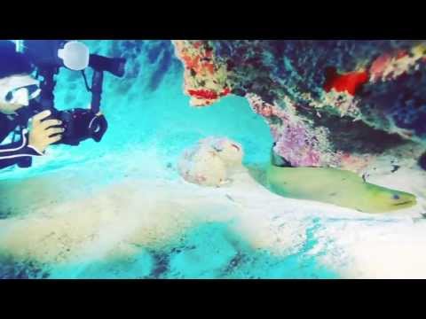 Diving with the SeaLife DC1400 underwater camera | Hands-on overview of the DC1400 and Fisheye Lens