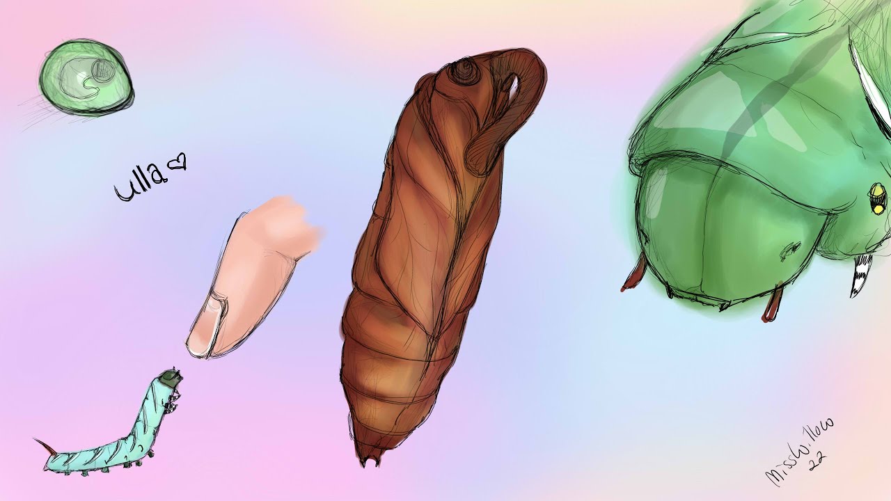 The Life Cycle of a Tomato Hornworm  Moth Facts