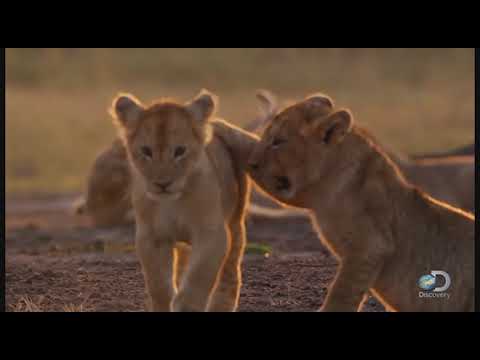 Adorable Lion Cubs Frolic as their Parents Look On