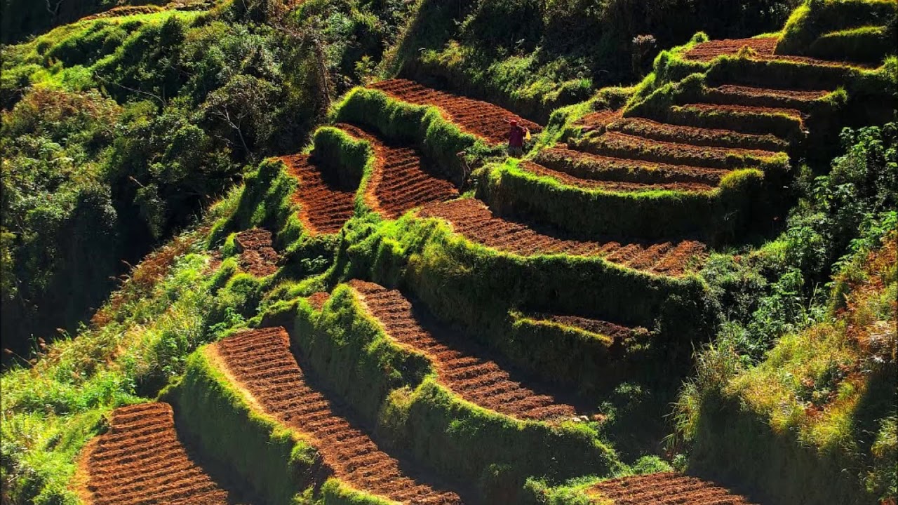 Step Farming on mountains । Terrace Farming on mountains in Nainital