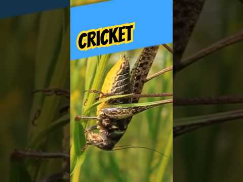 🦗What is a Cricket? What are Crickets? Cricket Insect or Sport? #cricket #crickets #insects