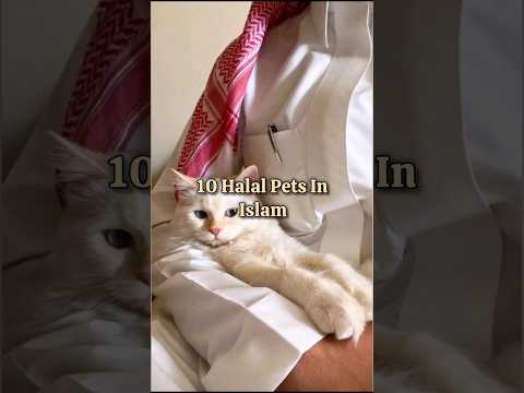 10 Halal Pets In Islam #shorts