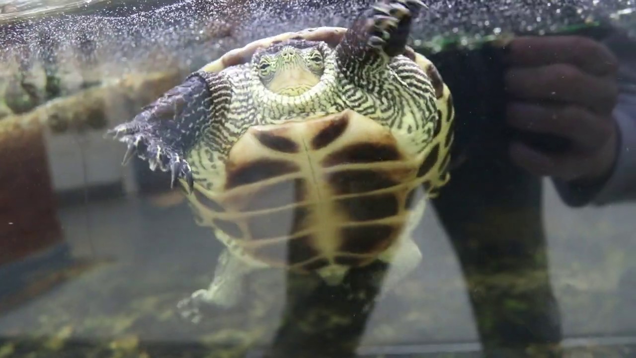 Annam Leaf Turtle Interacting @ Dublin Zoo